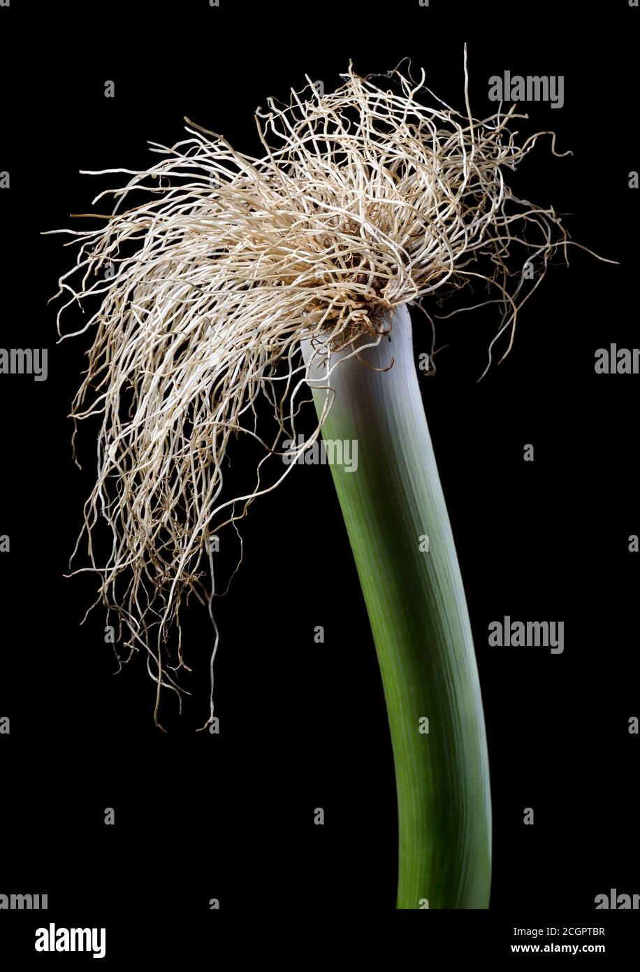 Organic leek root with ground crumbs isolated on black background Stock ...