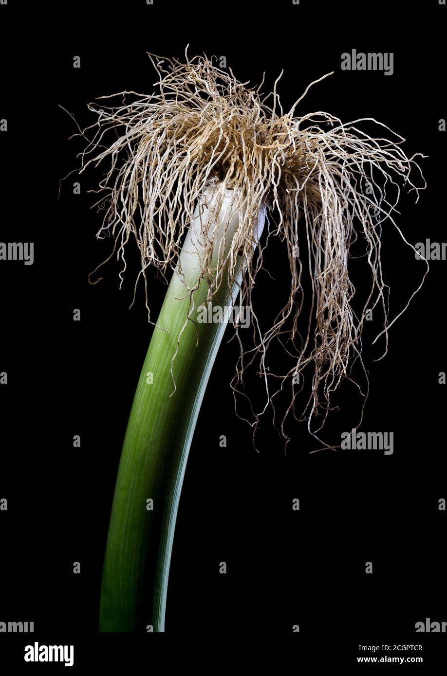 Organic leek root with ground crumbs isolated on black background Stock ...
