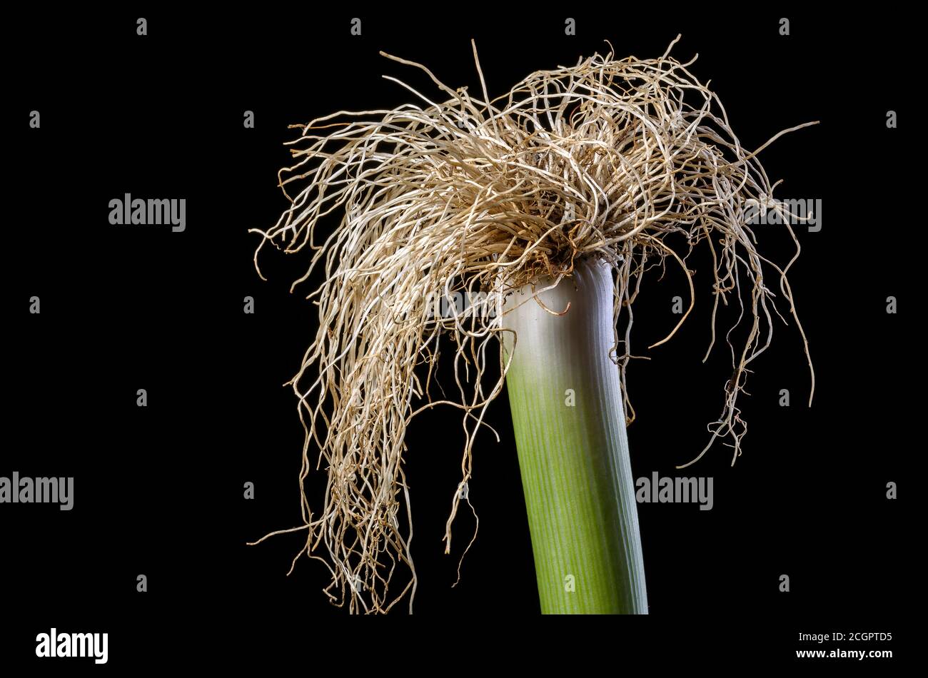 Organic leek root with ground crumbs isolated on black background Stock ...