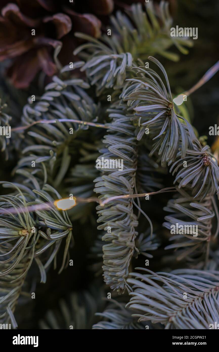 texture background of a furry tree branches for a Christmas card Stock ...