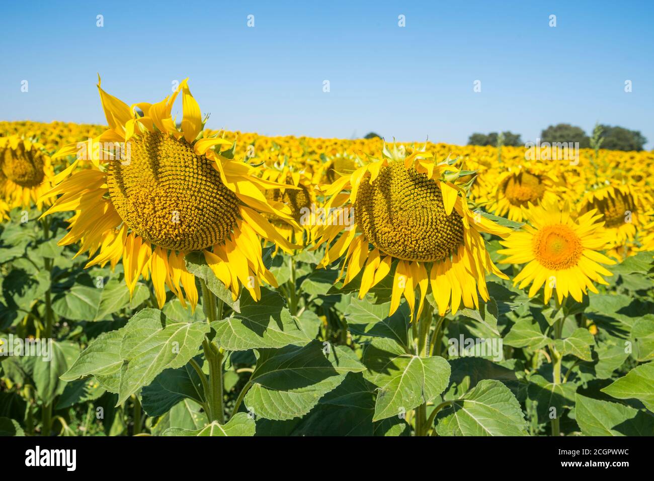 Sunflower field sunflowers helianthus hi-res stock photography and ...