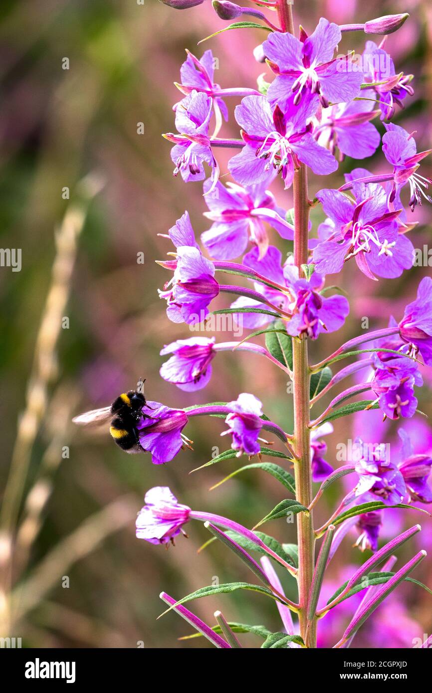 Summer insects hi-res stock photography and images - Alamy