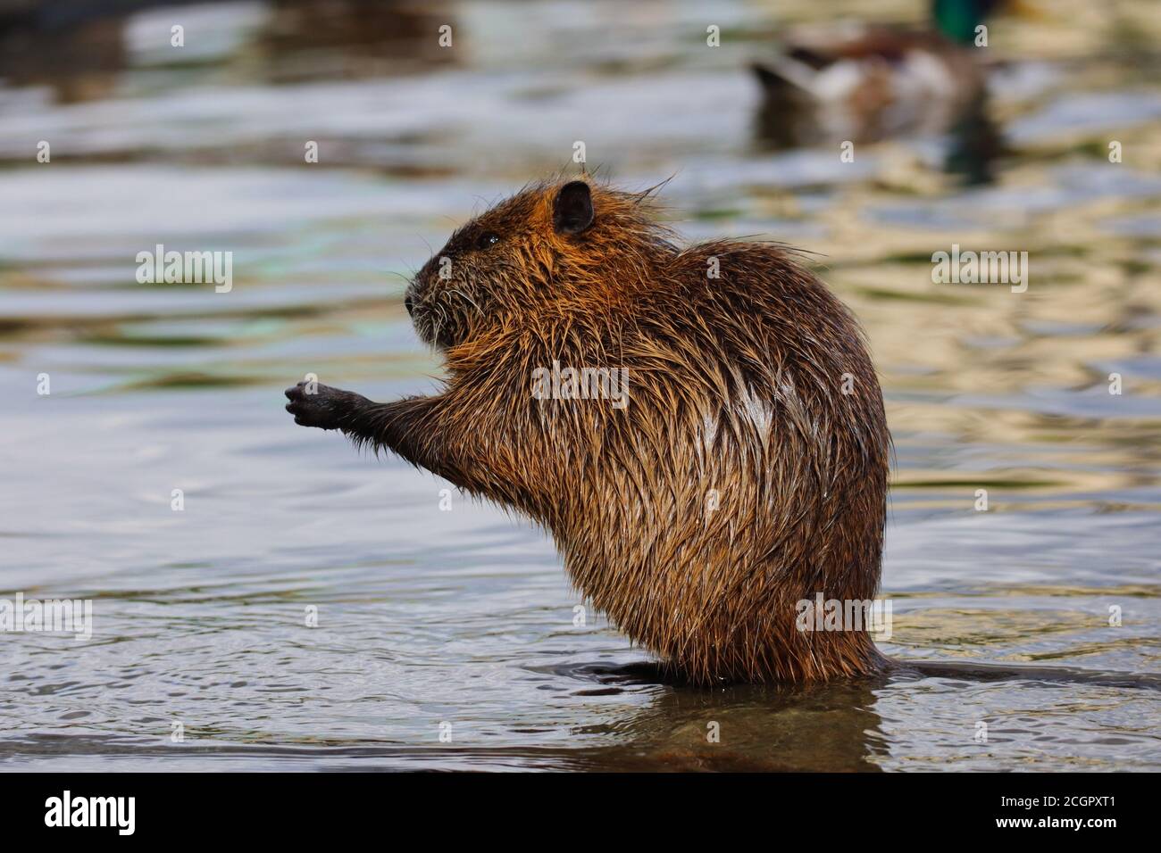 Wet Rat High Resolution Stock Photography and Images - Alamy