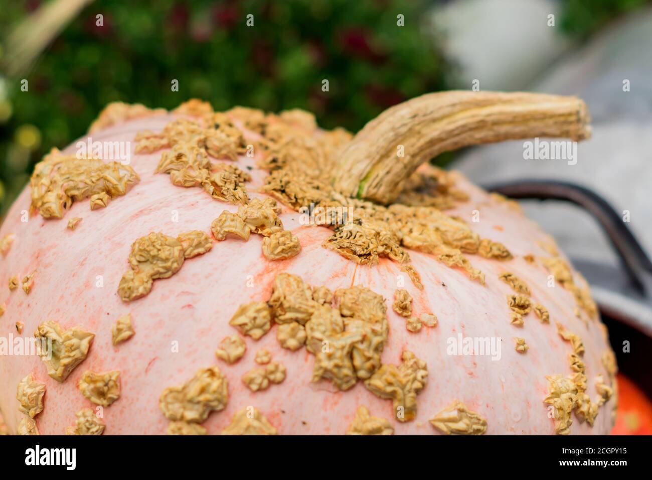 Galeux hi-res stock photography and images - Alamy