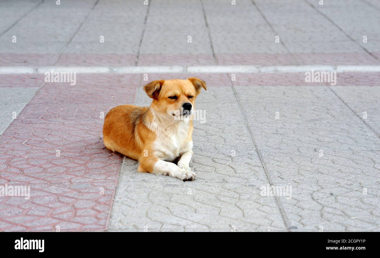 cute abandoned homeless stray dog on a street pavement Stock Photo - Alamy
