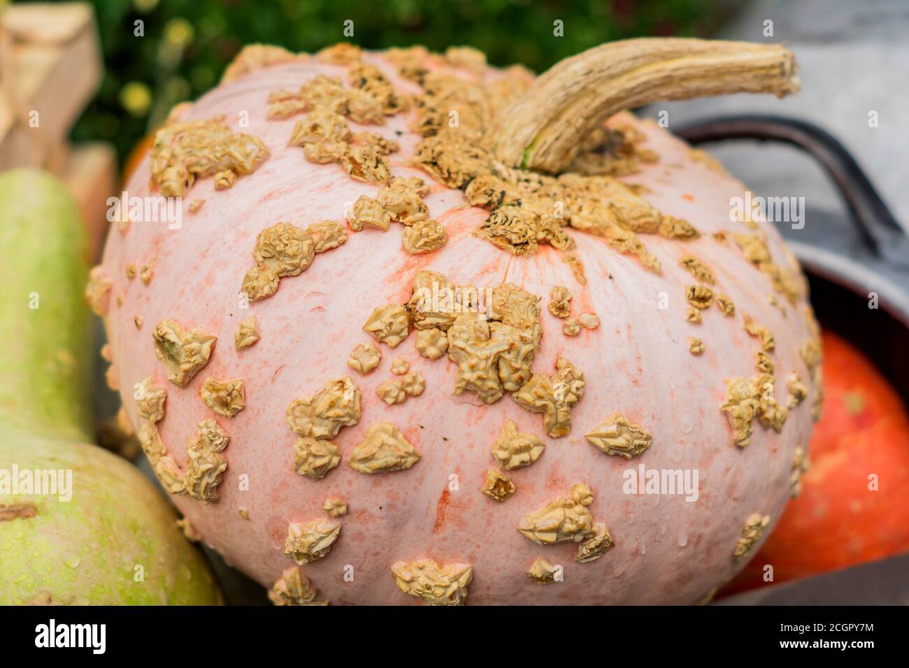 Galeux hi-res stock photography and images - Alamy