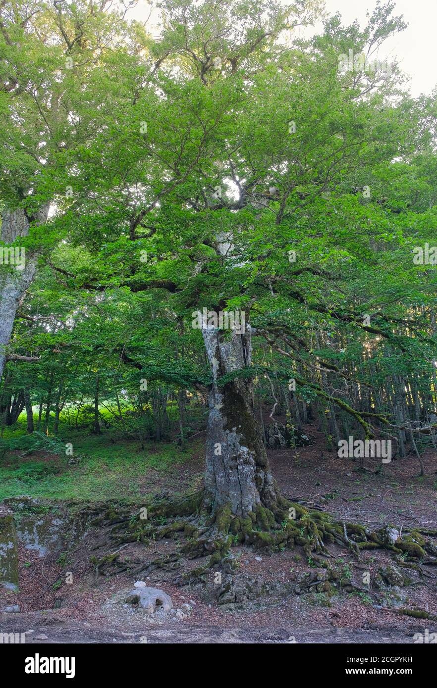 century-old beech tree in the mountain area of the gran sasso italy ...