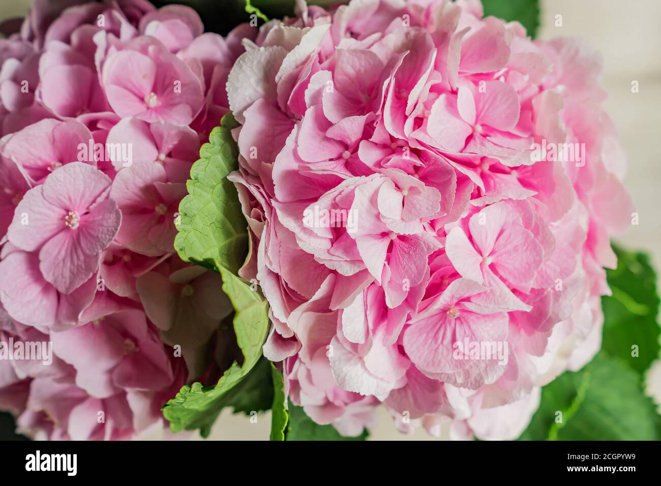 beautiful blooming pink hydrangea flowers background Stock Photo - Alamy