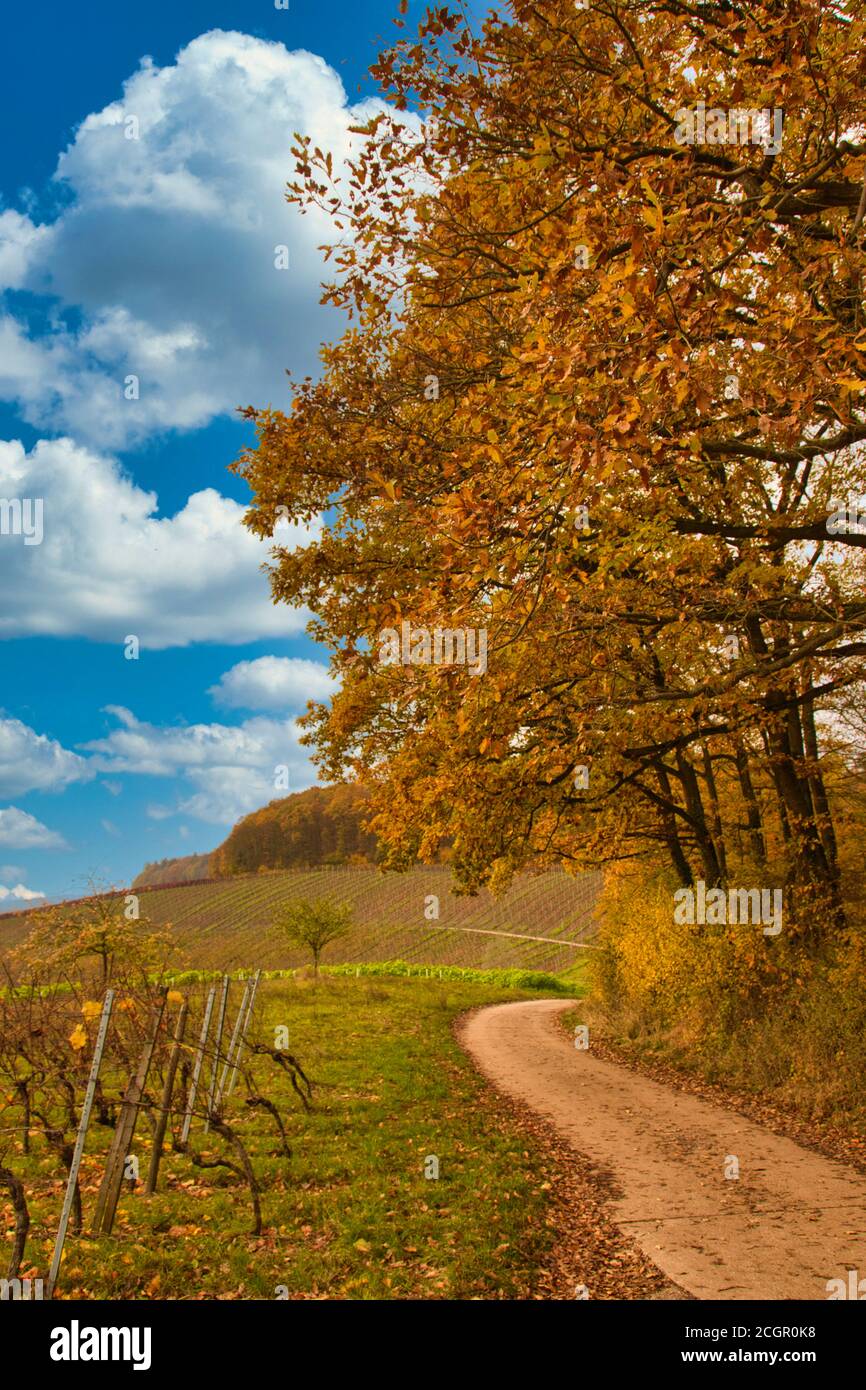Beautiful autumn landscape scene with fall trees and rows of vineyards ...