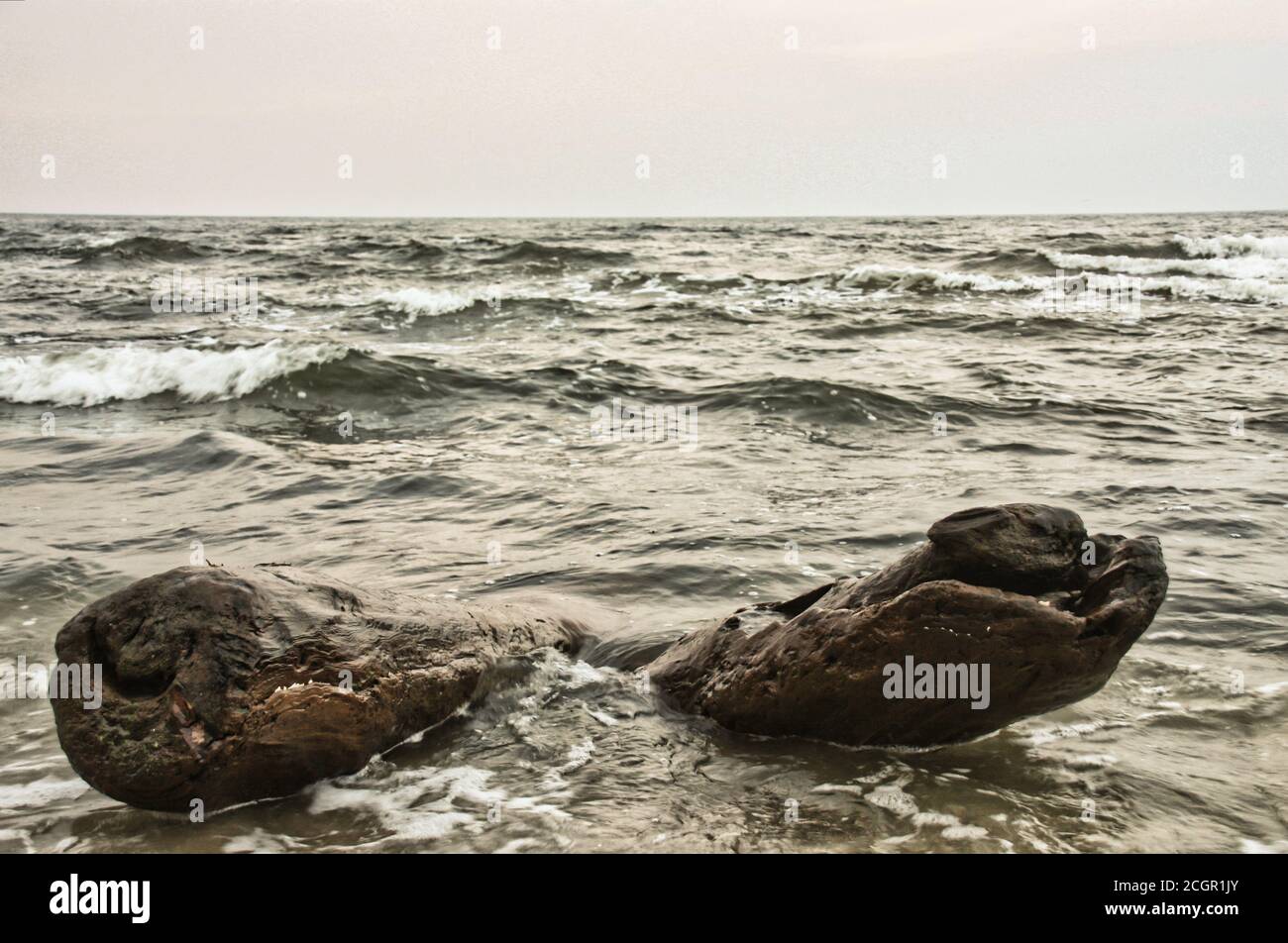 tree stump in the water of Usedom Island in Germany Stock Photo - Alamy