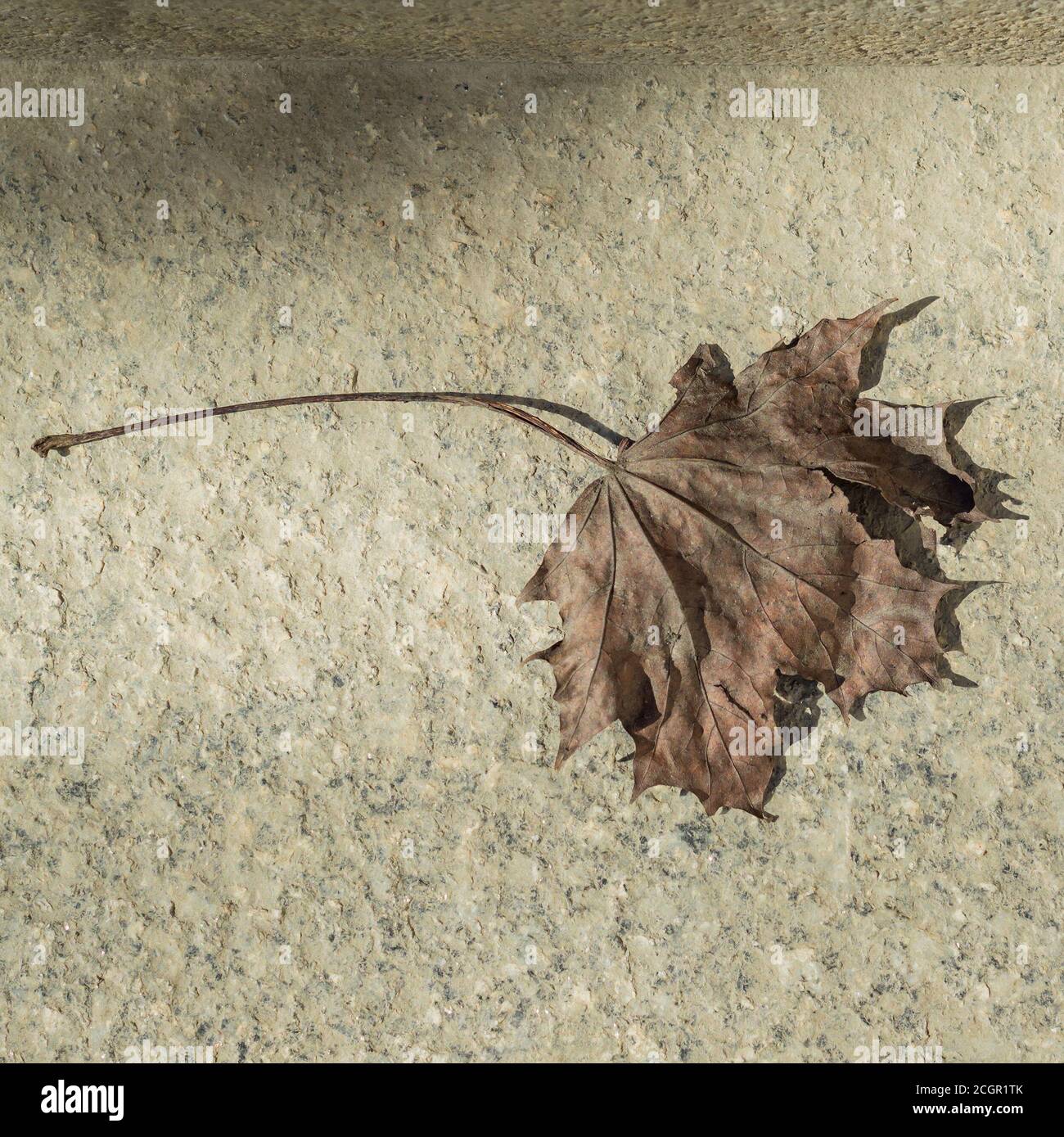Dry maple leaf on concrete surface, top view flat lay, autumn ...