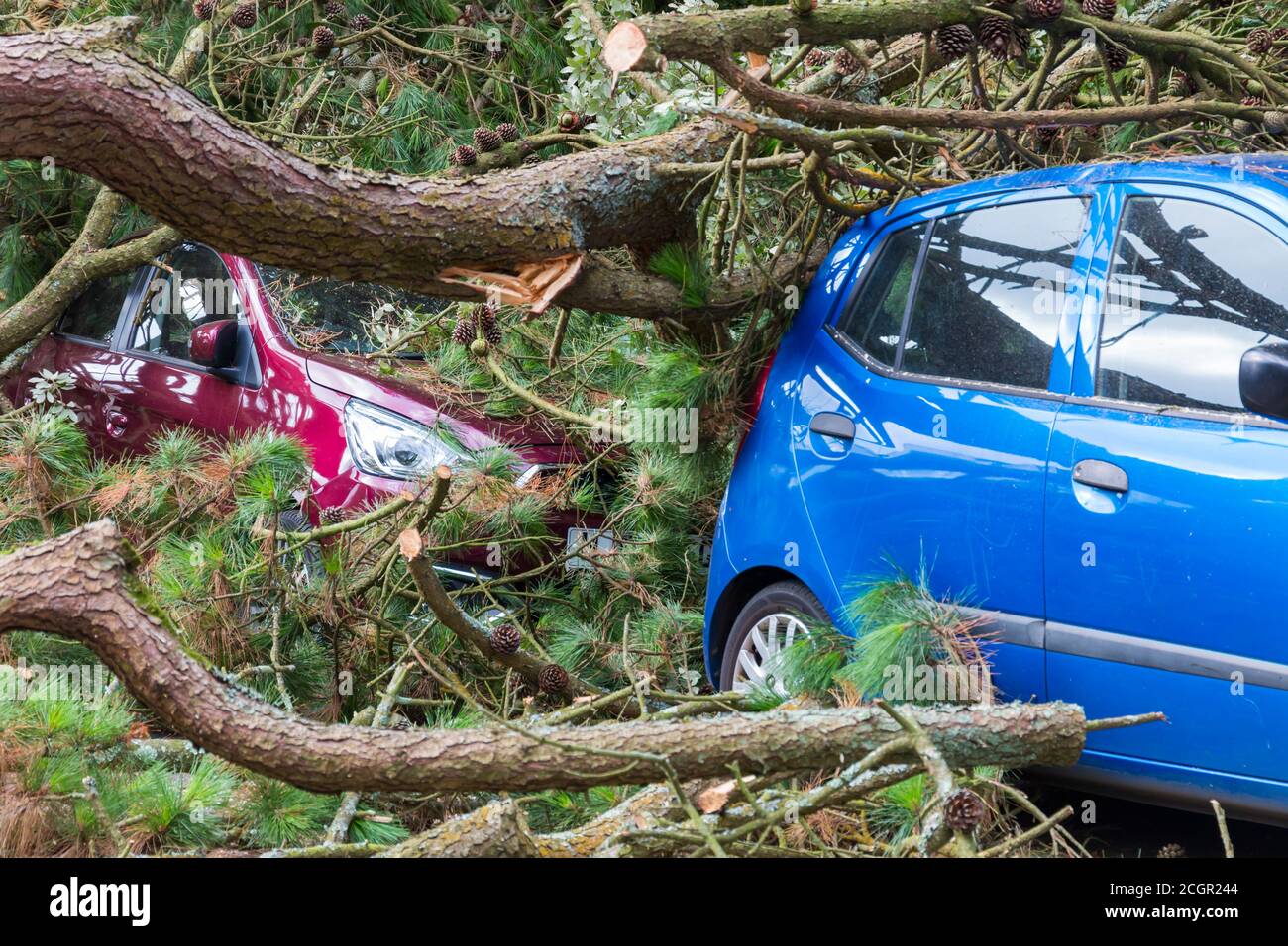Tree branch fallen on car hi-res stock photography and images - Alamy