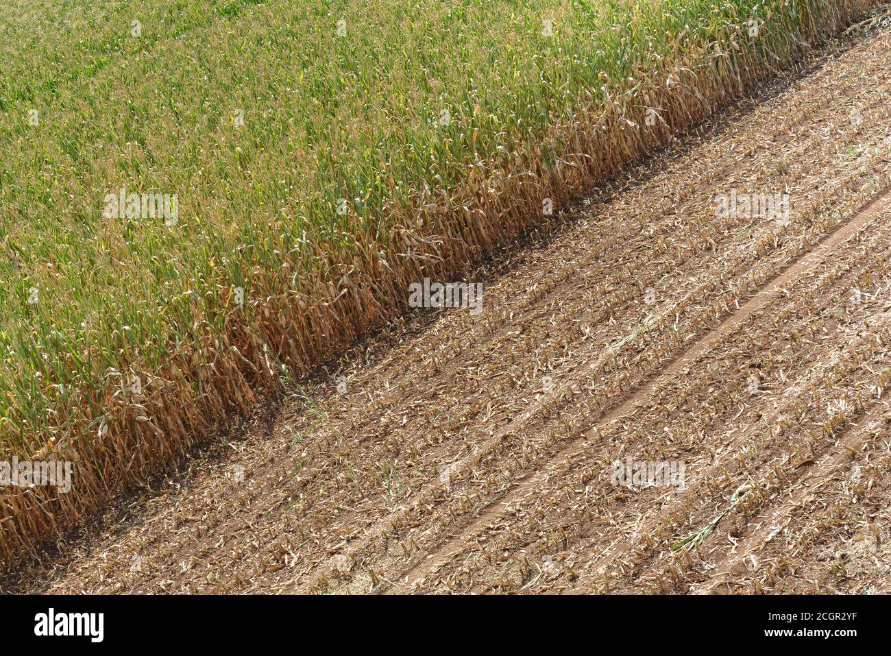 corn field, half harvested half to be harvested,oblique line Stock ...
