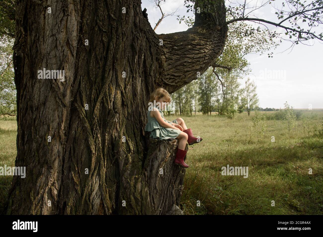 Little girl sitting on a very big tree Stock Photo - Alamy