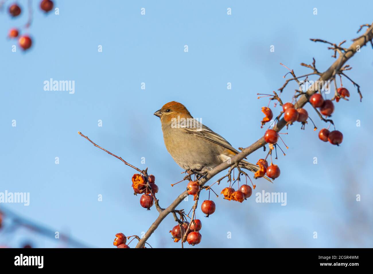 Male grosbeak in tree hi-res stock photography and images - Alamy