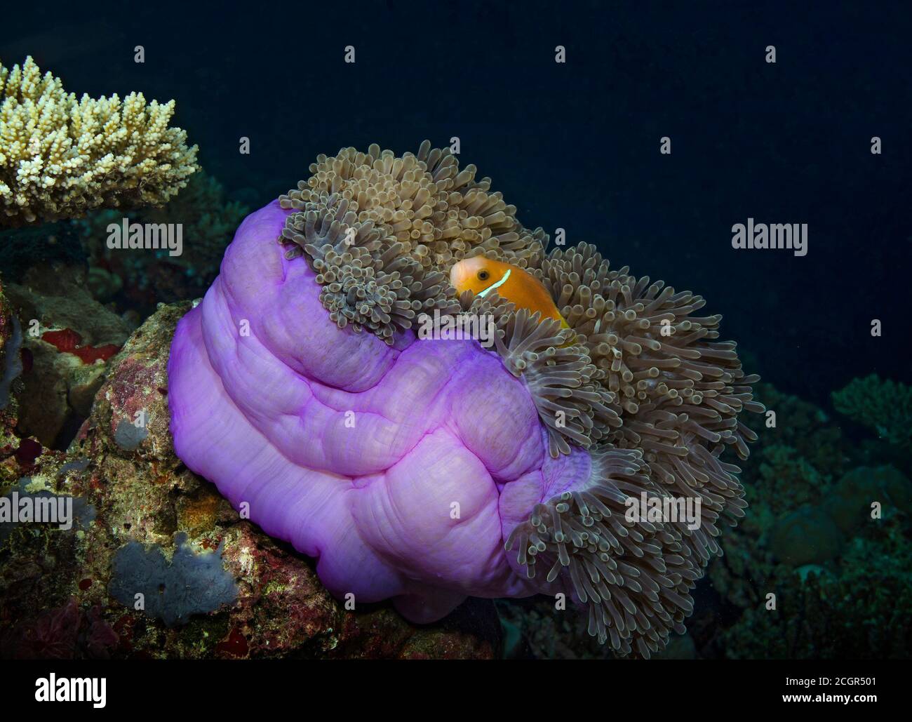 Maldive Anemonefish, Amphiprion nigripes in Magnificent Anemone ...