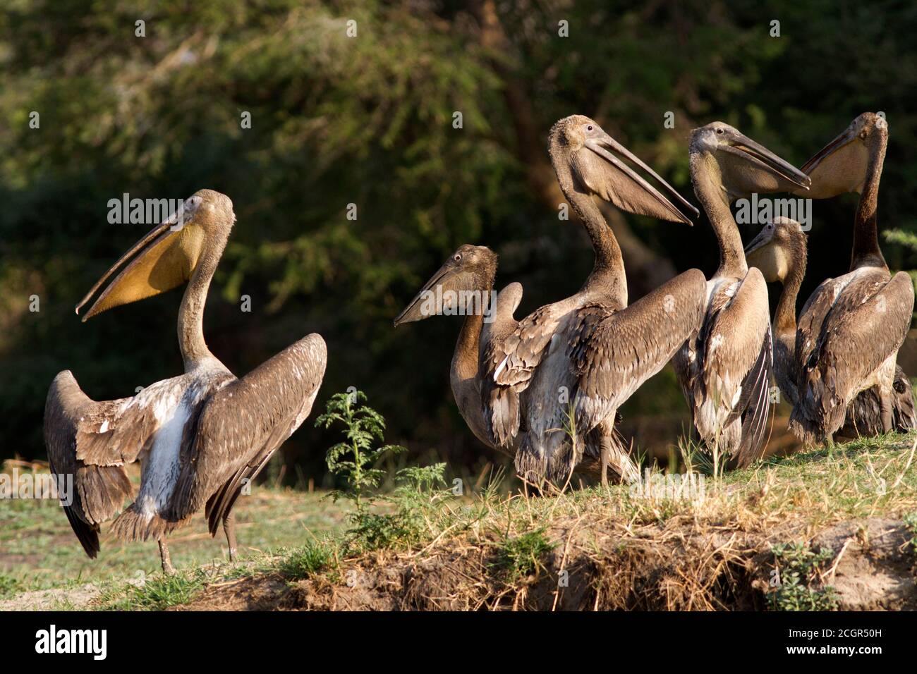 As the dry season progresses in Katavi National Park and the Katuma ...