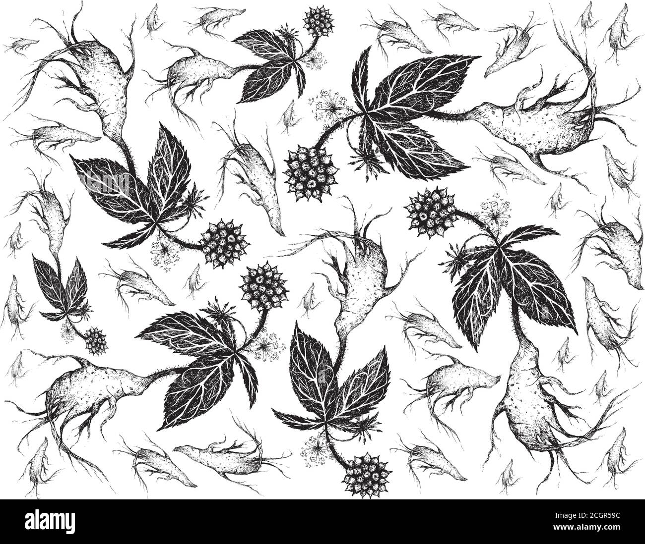 Herbal and Plant, Hand Drawn Illustration Background of Eleutherococcus ...