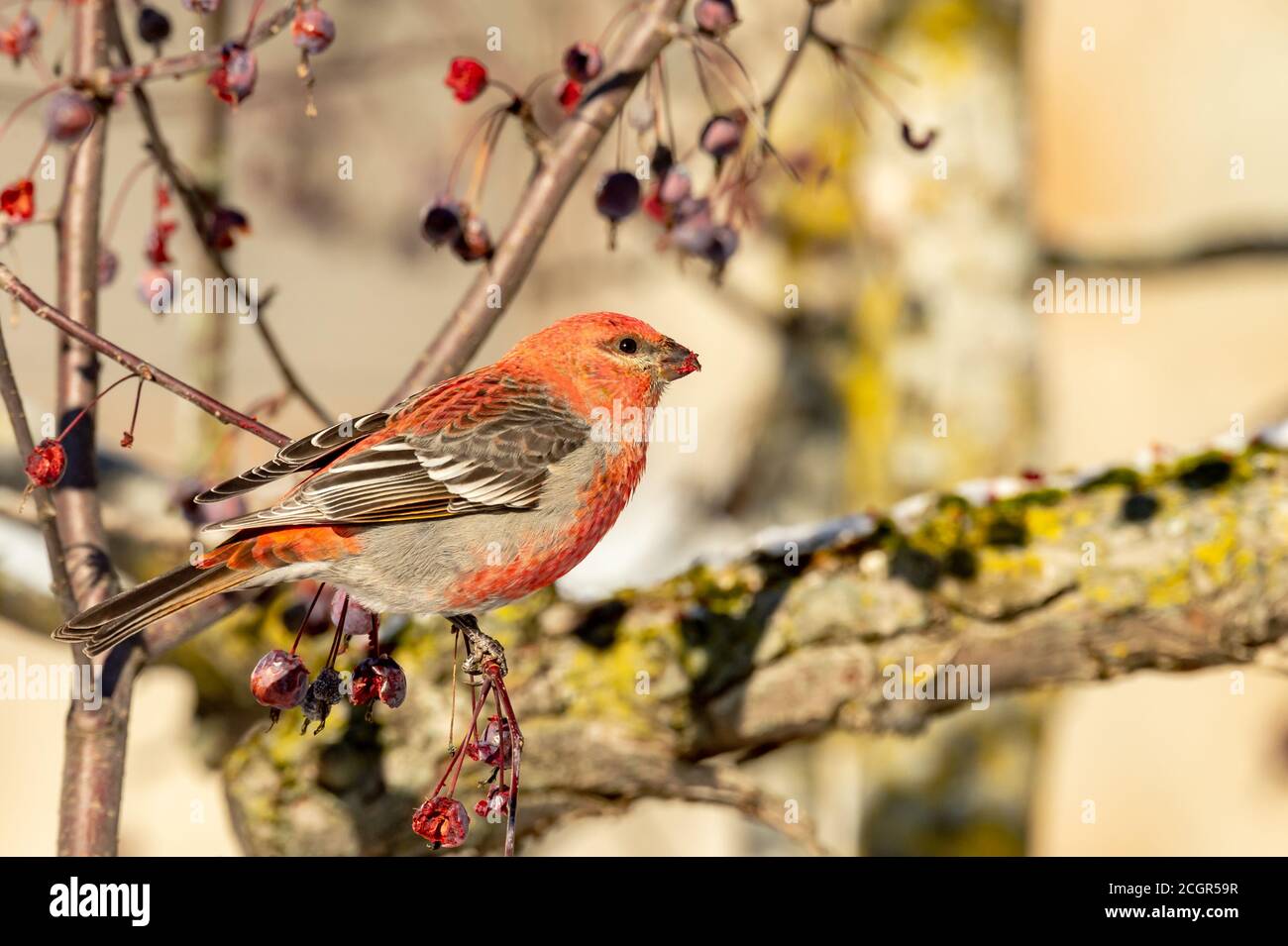 Male grosbeak in tree hi-res stock photography and images - Alamy