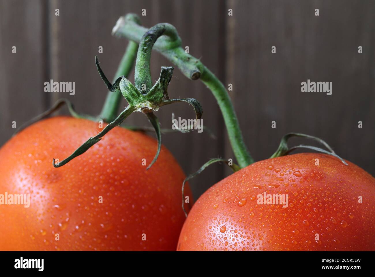 Tomatoes Photo By Adam Scull/PHOTOlink.net Stock Photo - Alamy