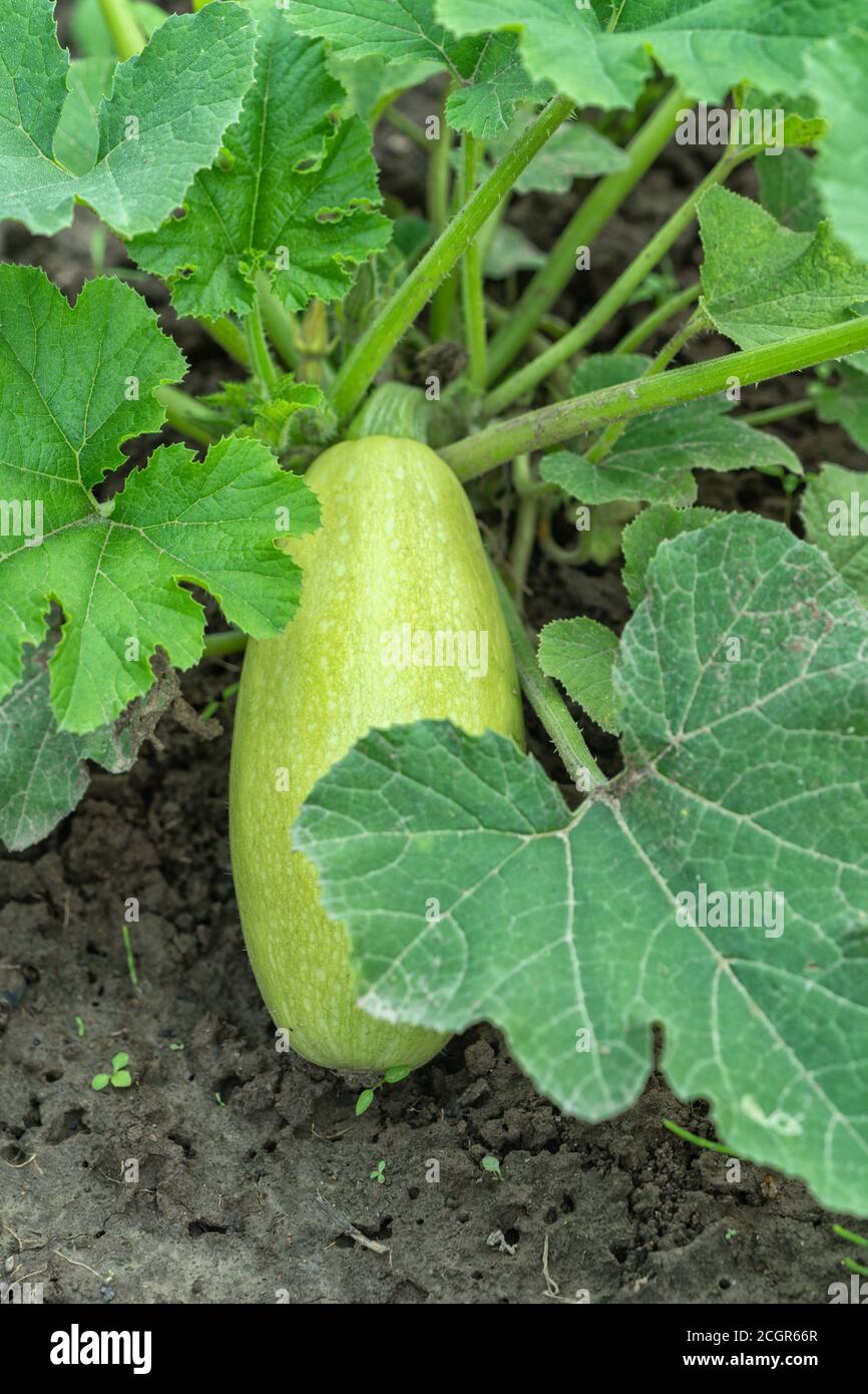 Home Grown Organic green Courgette in a Vegetable Garden Stock Photo ...