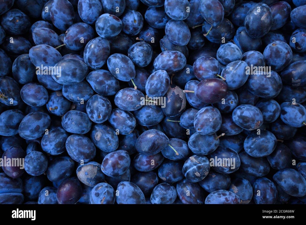 Plune hi-res stock photography and images - Alamy