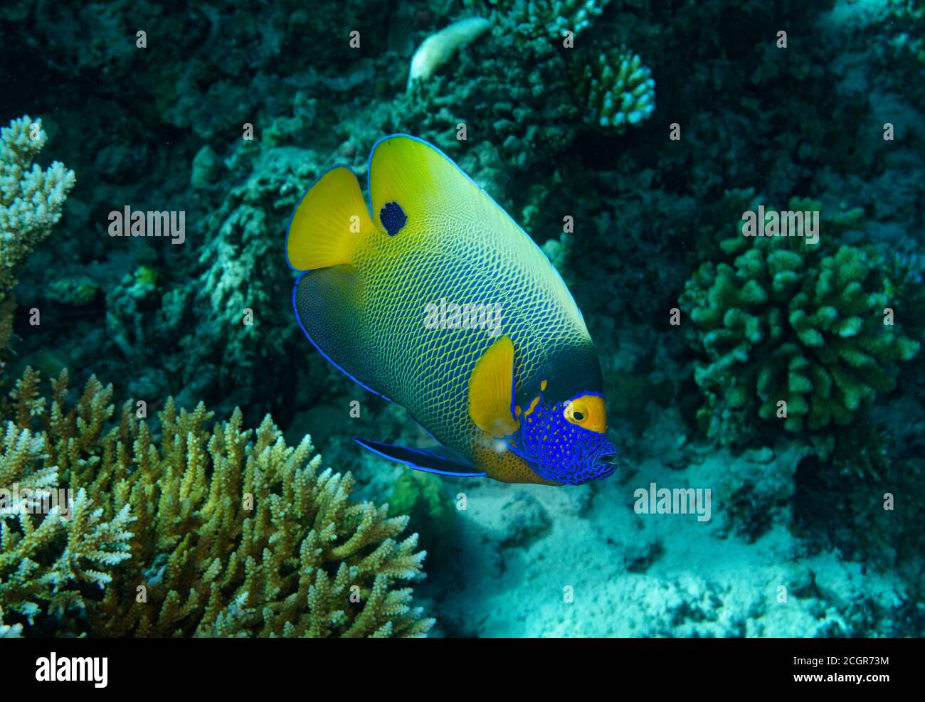Blue-faced Angelfish, Pomacanthus xanthometopon, on coral reef, Ari ...