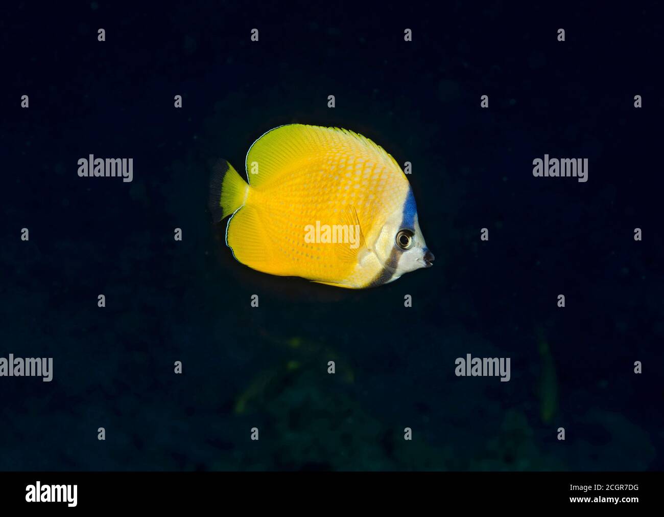 Side view of complete Klein's Butterflyfish, Chaetodon kleinii ...