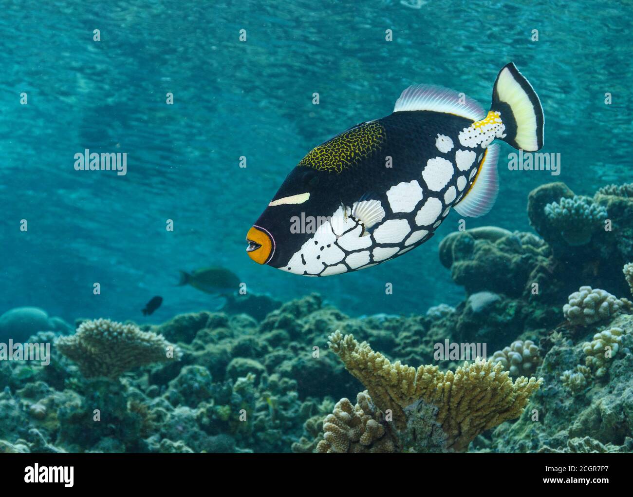 Clown triggerfish, Balistoides conspicillum, swimming over coral reef ...