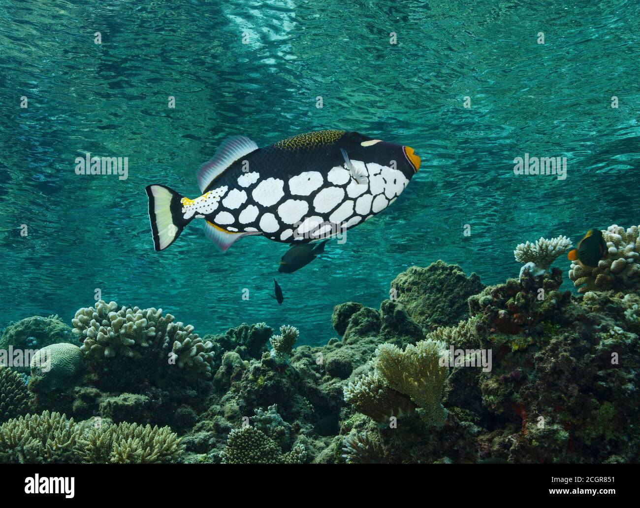 Clown triggerfish, Balistoides conspicillum, swimming over coral reef ...