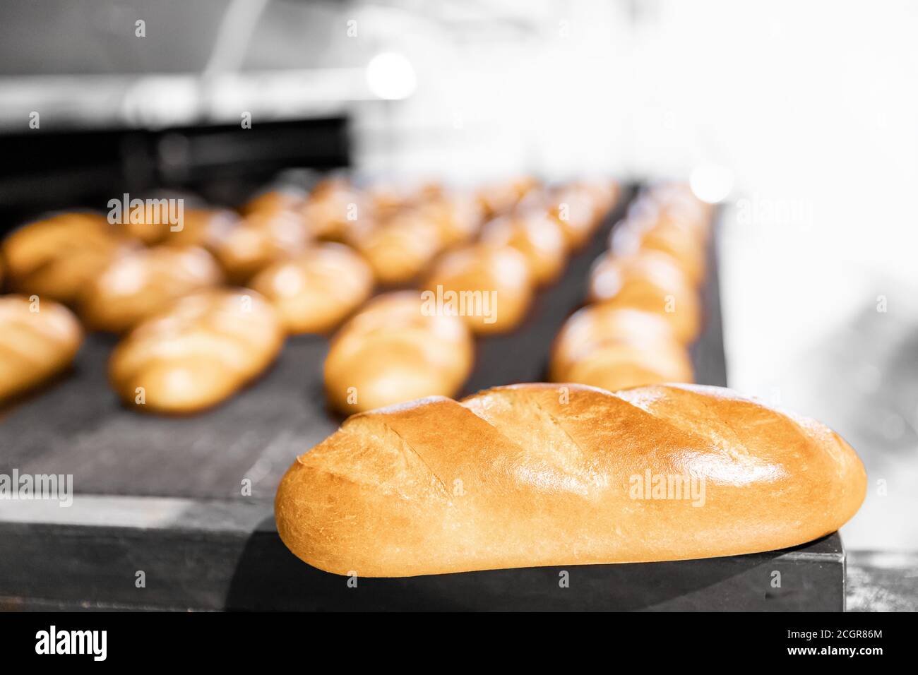 Fresh hot baked breads on automated production line bakery. Manufacture ...