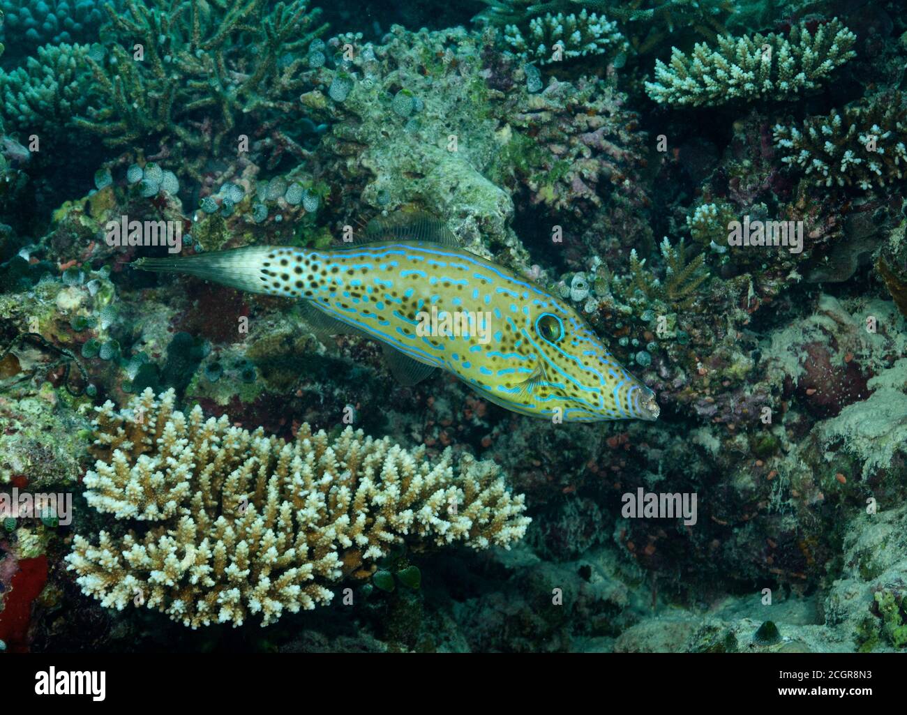 Filefish island marine hi-res stock photography and images - Alamy