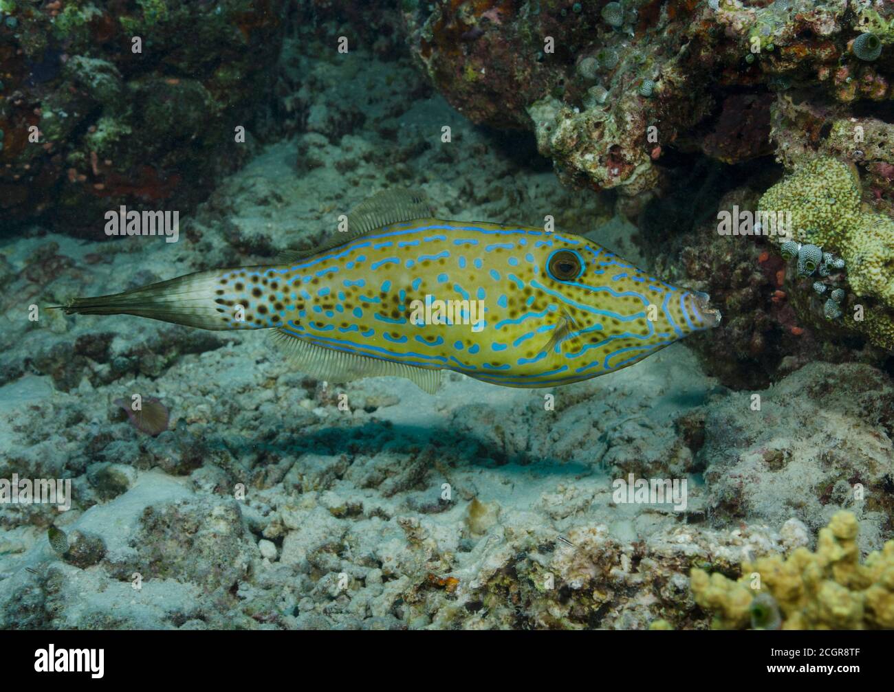 Scrawled filefish, Aluterus scriptus, swiming over coral reef, Bathala ...