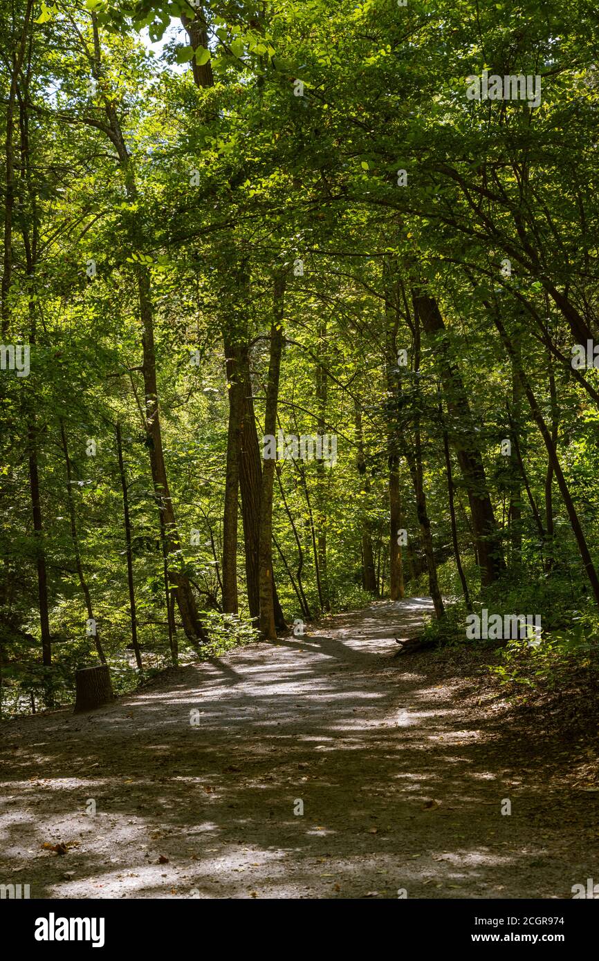 A vertical photo of a hiking trail in the woods with the sunlight ...