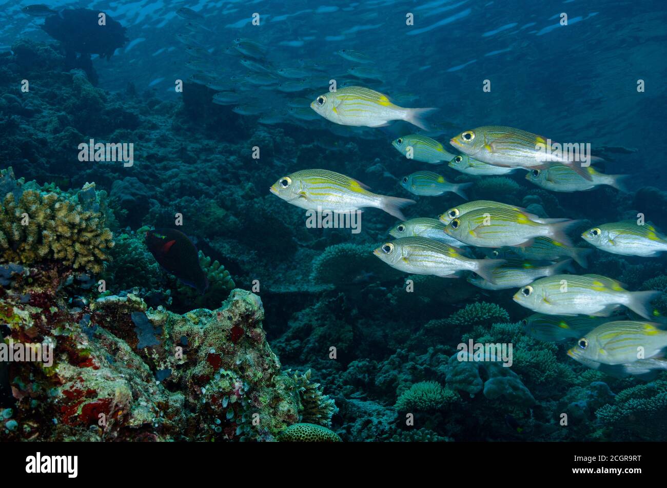 Striped sea bream fish hi-res stock photography and images - Alamy