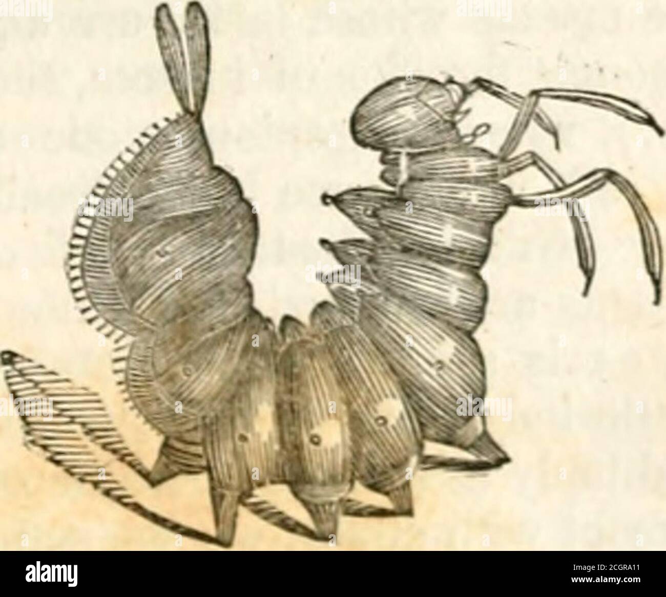 . Insect transformations . Lobster caterpiUar (Staurofius Fagi, Germar ...