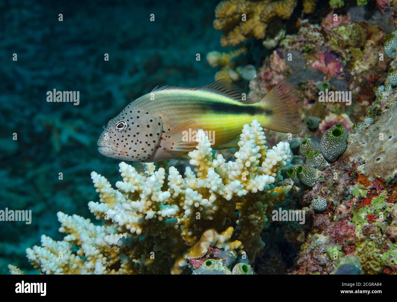 Blackside Hawkfish, Paracirrhites forsteri, perched on coral reef ...
