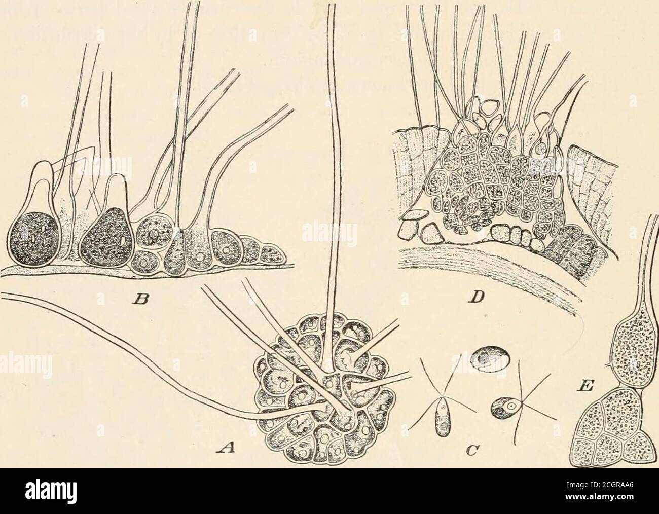 Afreshwater hi-res stock photography and images - Alamy