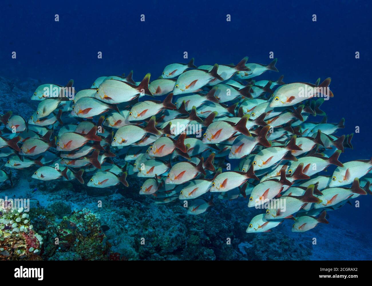 Shoal of Humpback Red Snappers, Lutjanus gibbus, over a coral reef ...