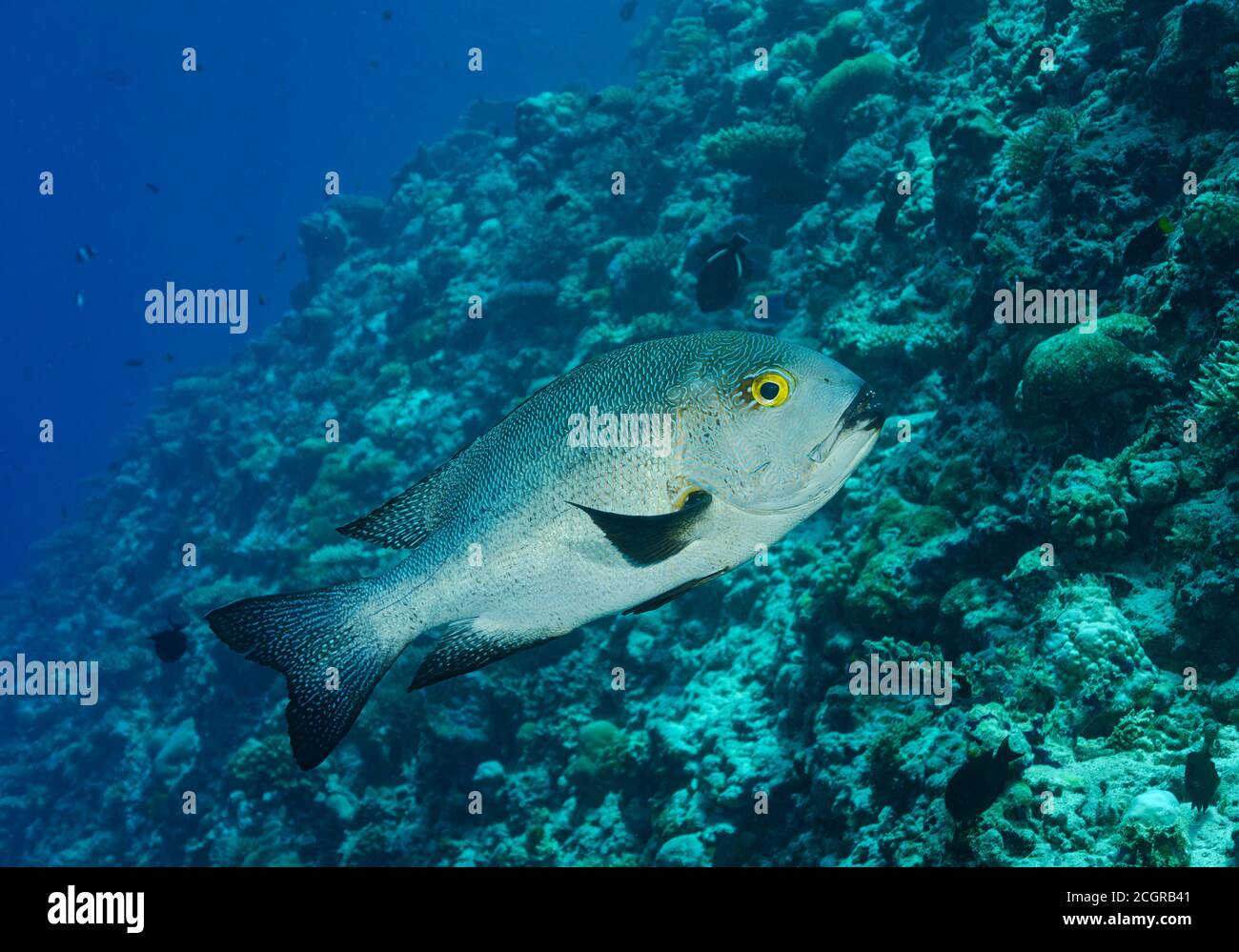 Midnight Snapper, Macolor macularis, on coral reef, Ari Atoll, Maldives ...