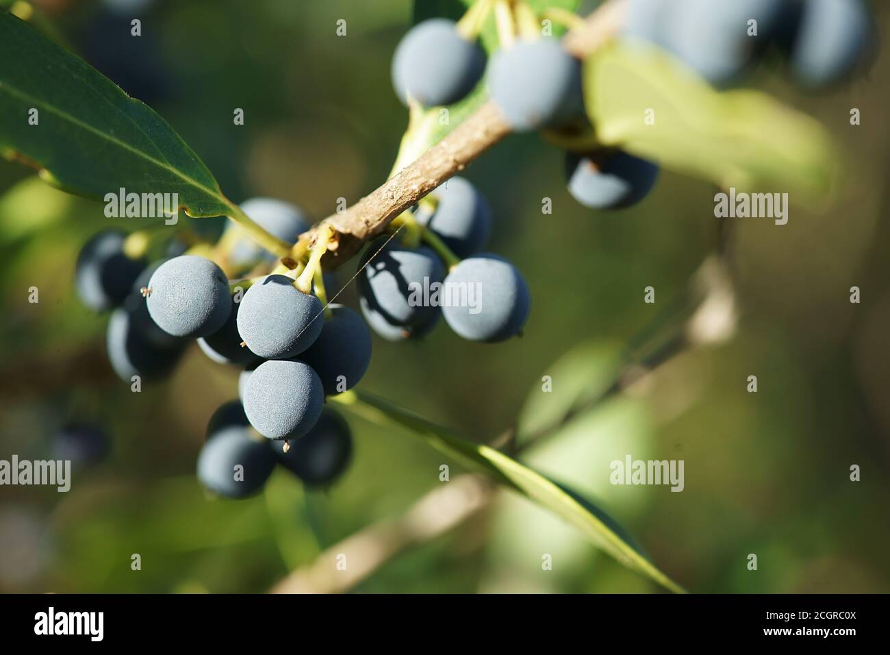 False olive, Broad-Leaved Phillyrea (Phillyrea latifolia or Phillyrea ...