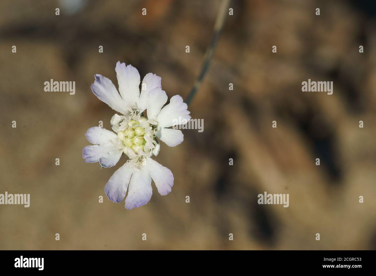 Wild Scabious Flower Head On Stem (Scabiosa columbaria), Ginosa Marina ...