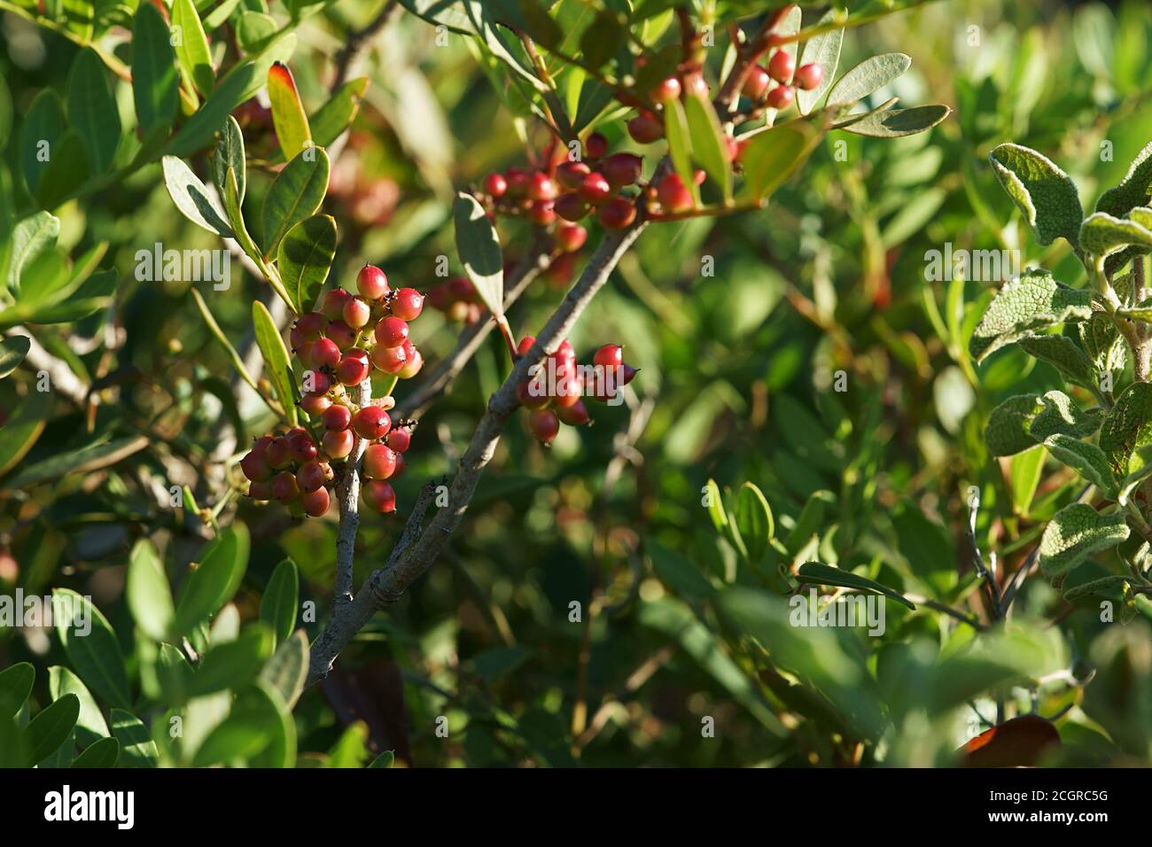 Mastic plant hi-res stock photography and images - Alamy