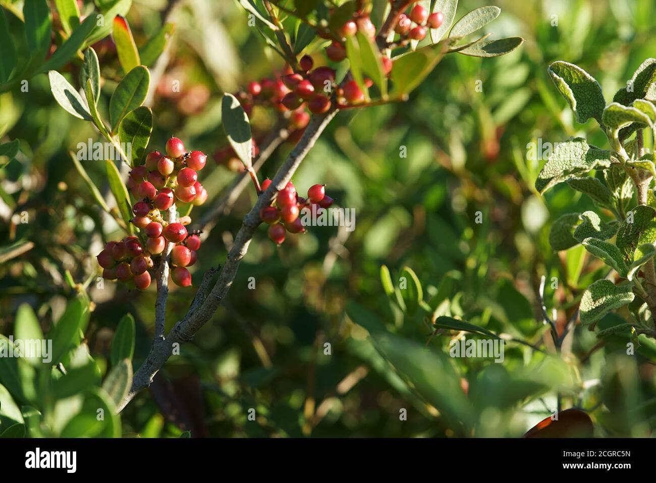 Plant of Lentisc, or Mastic - Pistacia lentiscus - in red fruit Stock ...