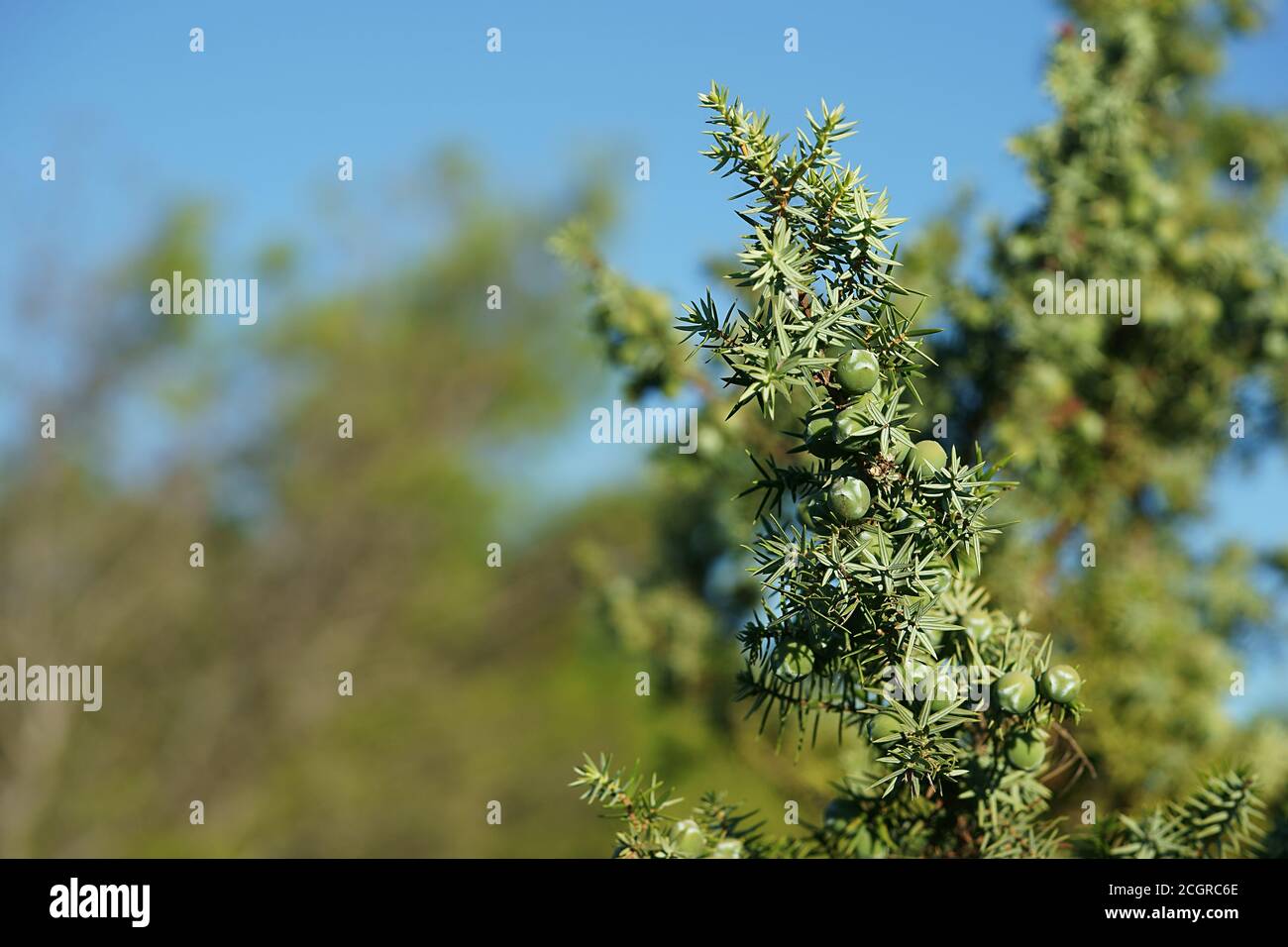Plant on prickly juniper, with immature cones fruits, Juniperus ...