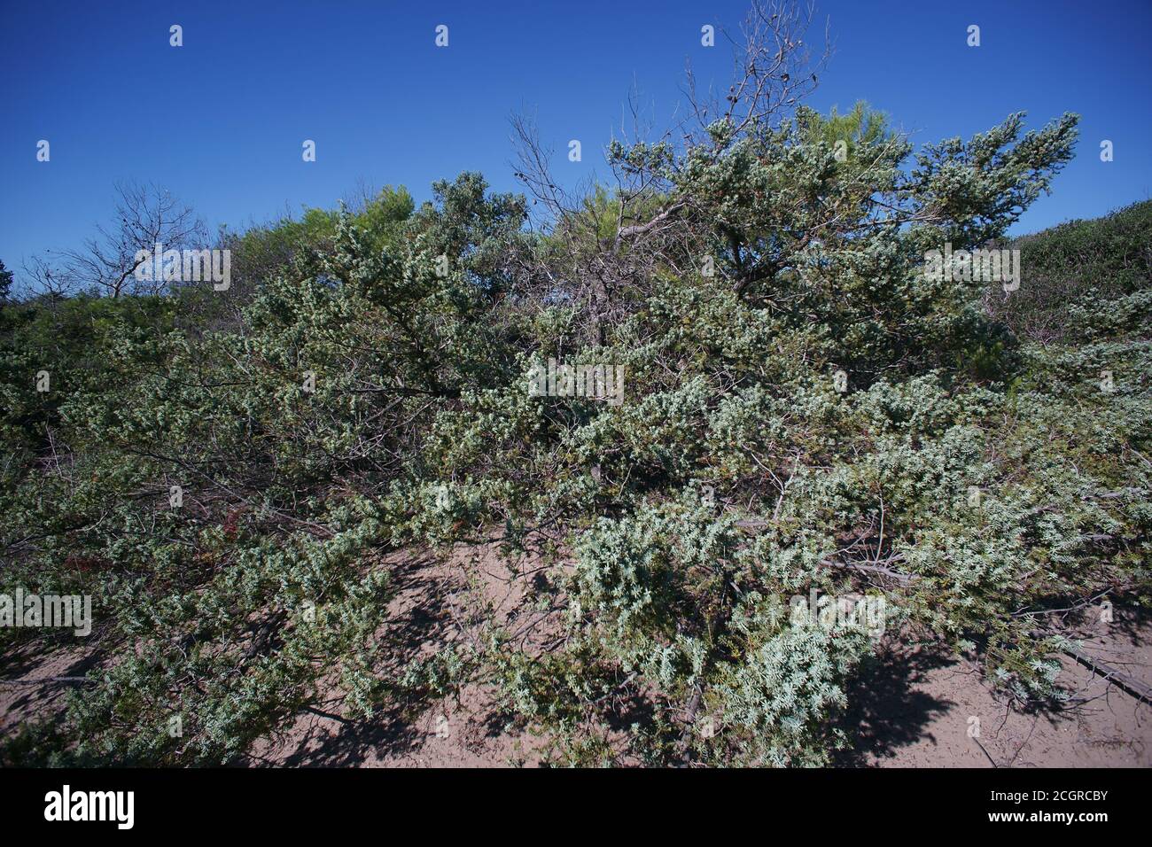Plant on prickly juniper, with immature cones fruits, Juniperus ...
