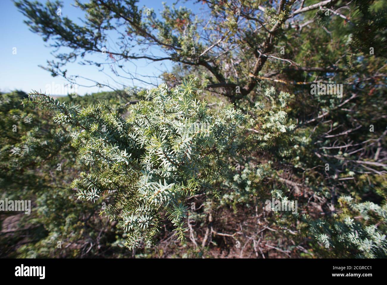 Plant on prickly juniper, with immature cones fruits, Juniperus ...