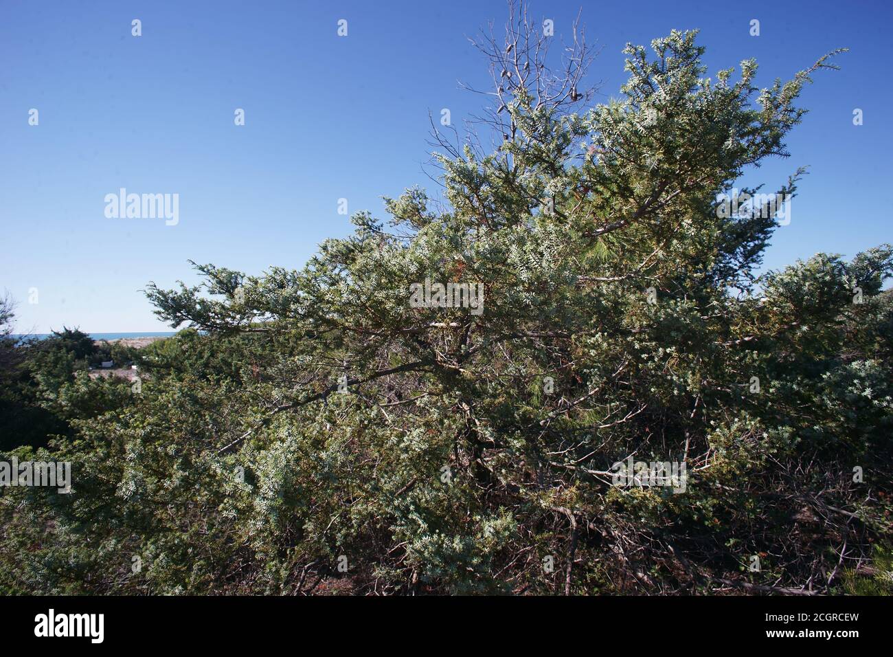 Plant on prickly juniper, with immature cones fruits, Juniperus ...