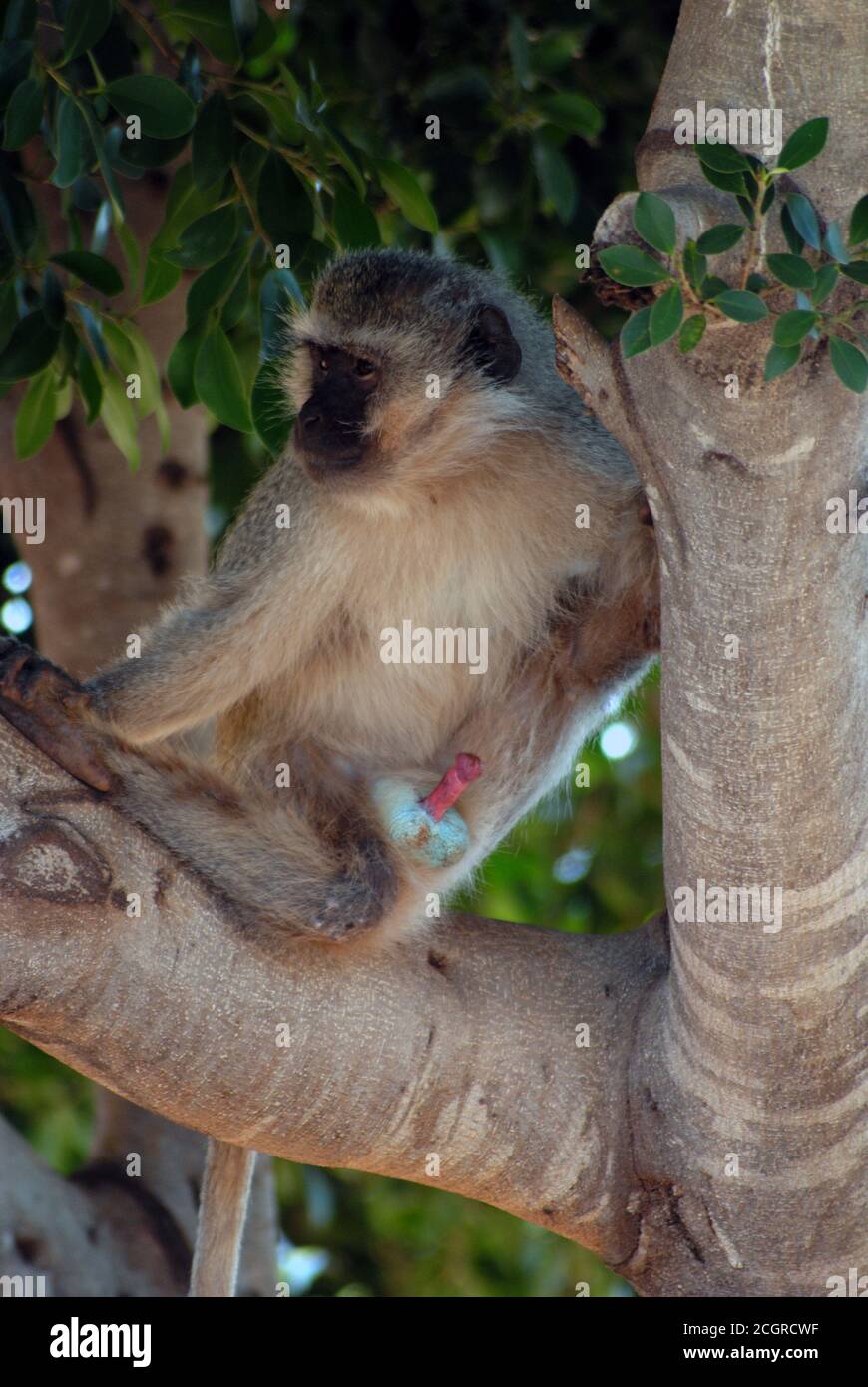 Monkey mating hi-res stock photography and images - Alamy