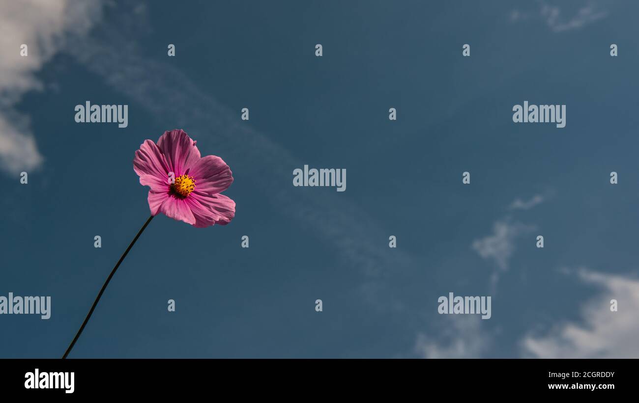 Flower single sky background hi-res stock photography and images - Alamy